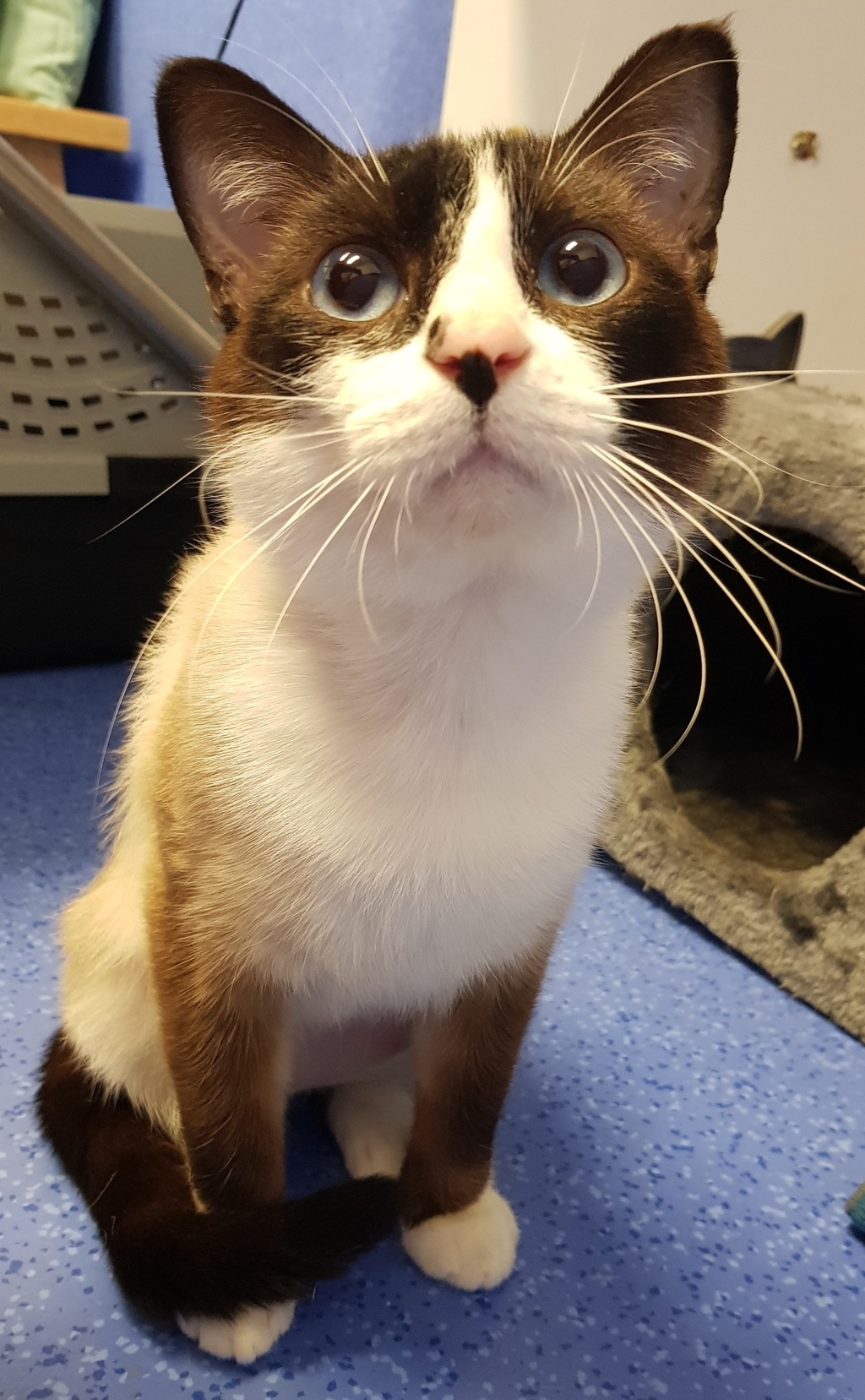Frosty - Male Snowshoe Mix Cat in QLD - PetRescue
