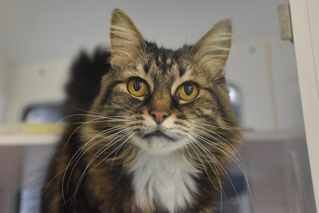 Jelly - Female Domestic Longhair Mix Cat in VIC - PetRescue