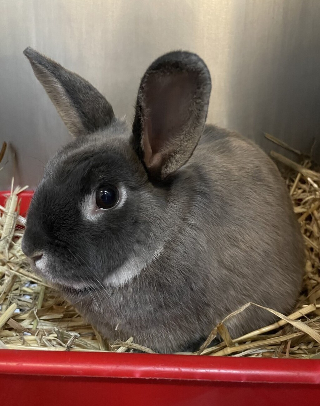 Blossom - Female Dwarf Mix Rabbit in VIC - PetRescue