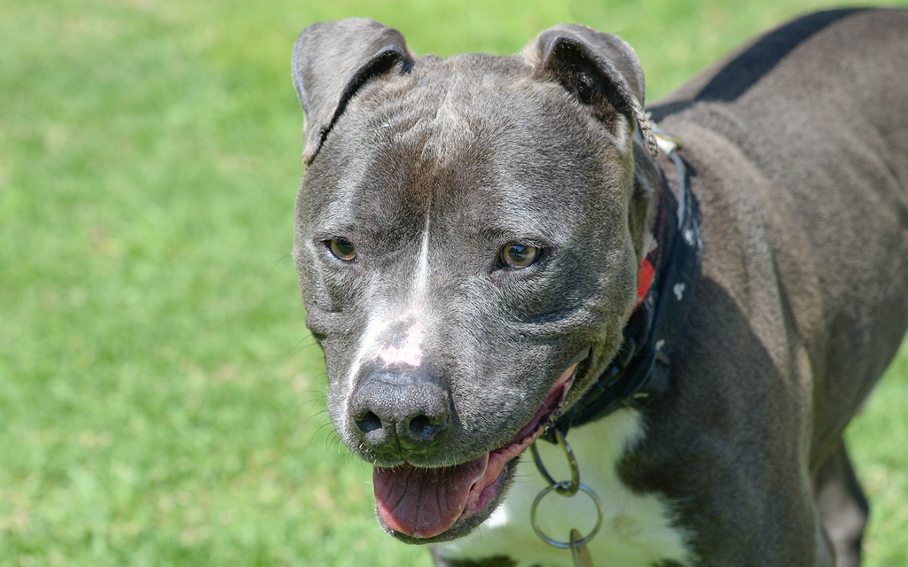 Marvin - Medium Male American Staffy Mix Dog in VIC - PetRescue