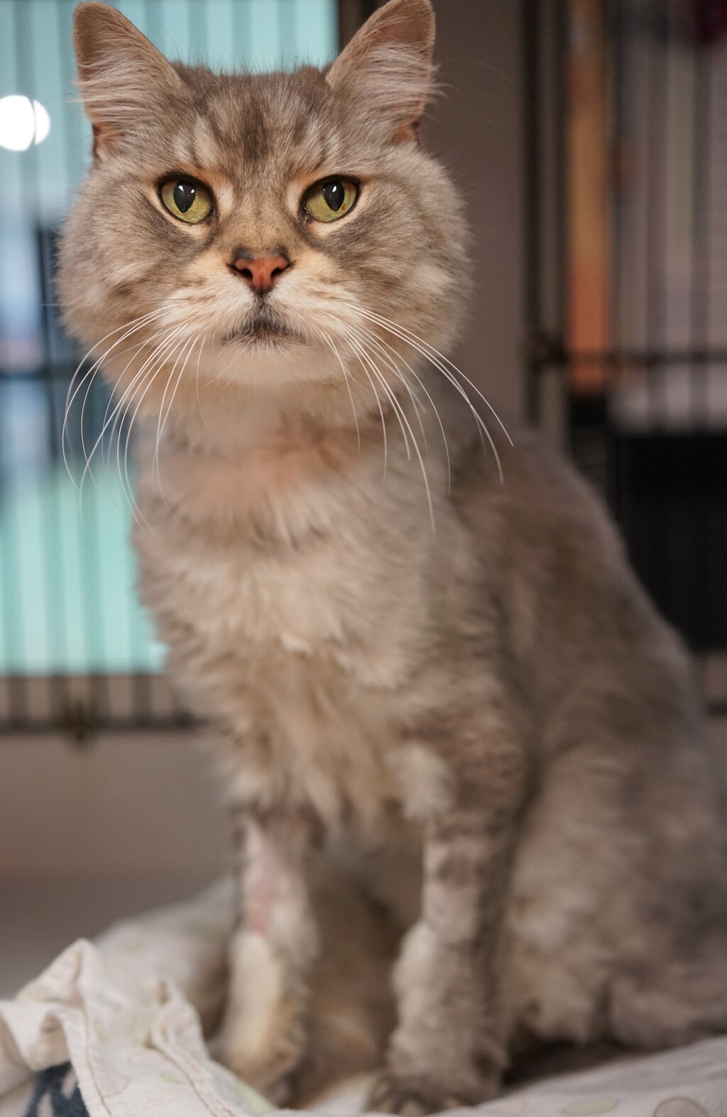 Woaden - Male Burmese x Chinchilla Mix Cat in QLD - PetRescue