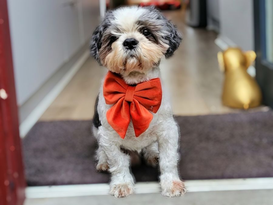 Austin Hadley - Small Male Shih Tzu Mix Dog in VIC - PetRescue