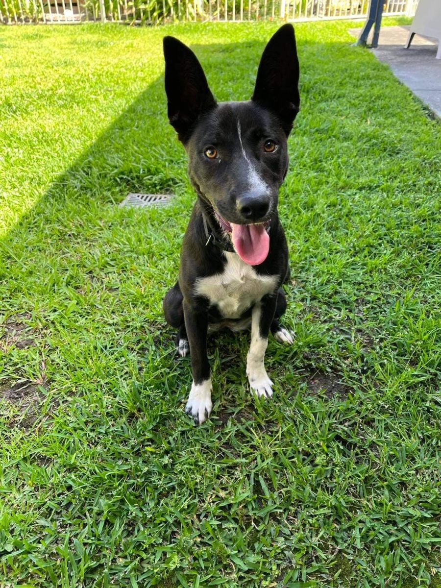 Mindy Moo - Medium Female Kelpie Mix Dog in QLD - PetRescue