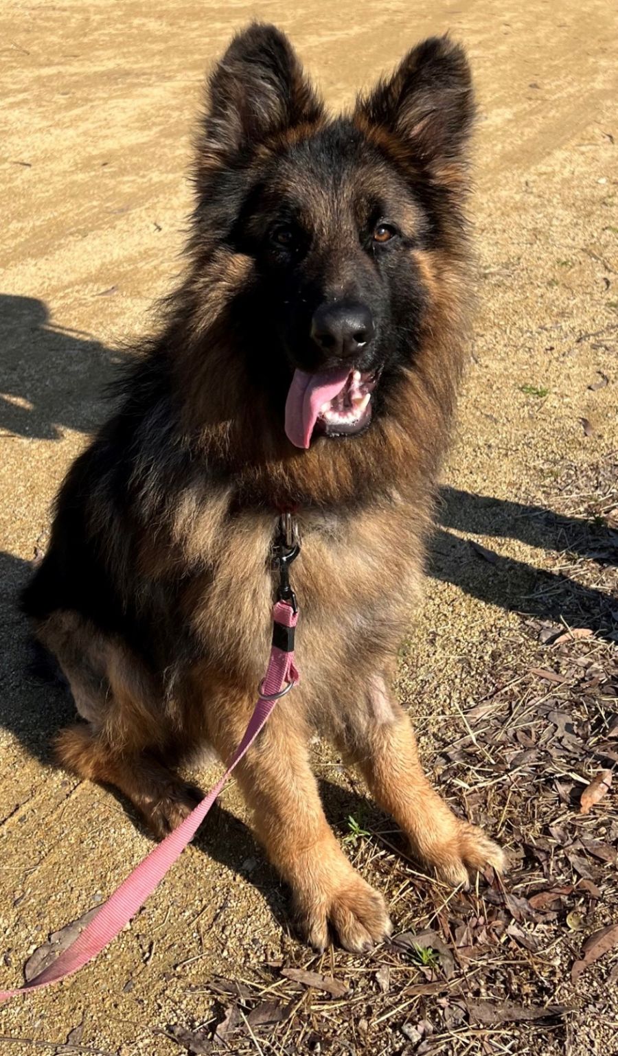 Sherman - Large Male German Shepherd Dog in NSW - PetRescue