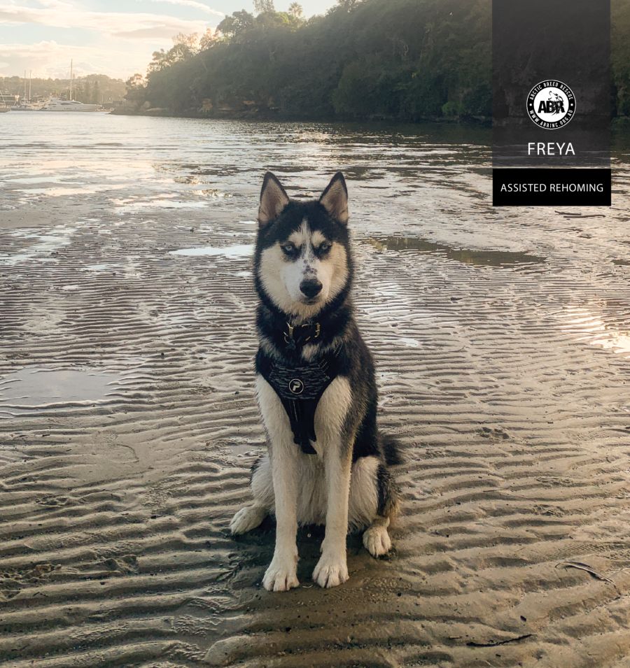 Freya - Medium Female Siberian Husky Dog in NSW - PetRescue