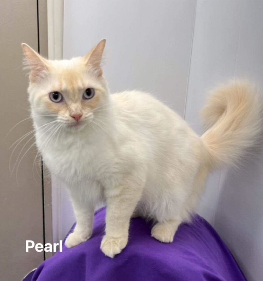 Pearl - Female Ragdoll Mix Cat in QLD - PetRescue