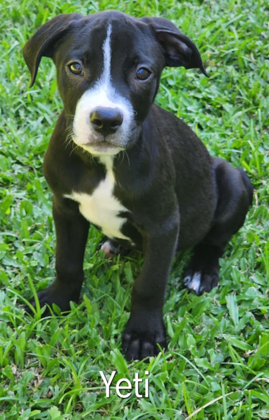 Yeti - Large Male Staffy Mix Dog in QLD - PetRescue