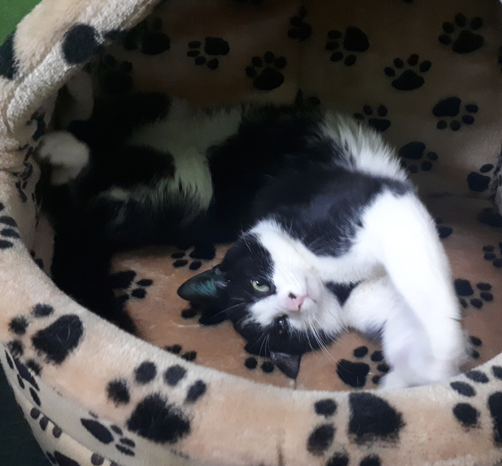 Gumbo - Male Domestic Short Hair Mix Cat in VIC - PetRescue