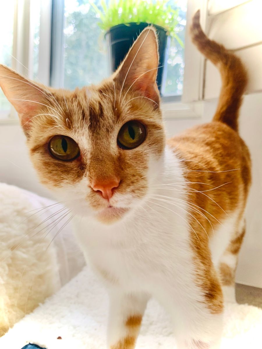 Milla - Female Domestic Short Hair Cat in NSW - PetRescue