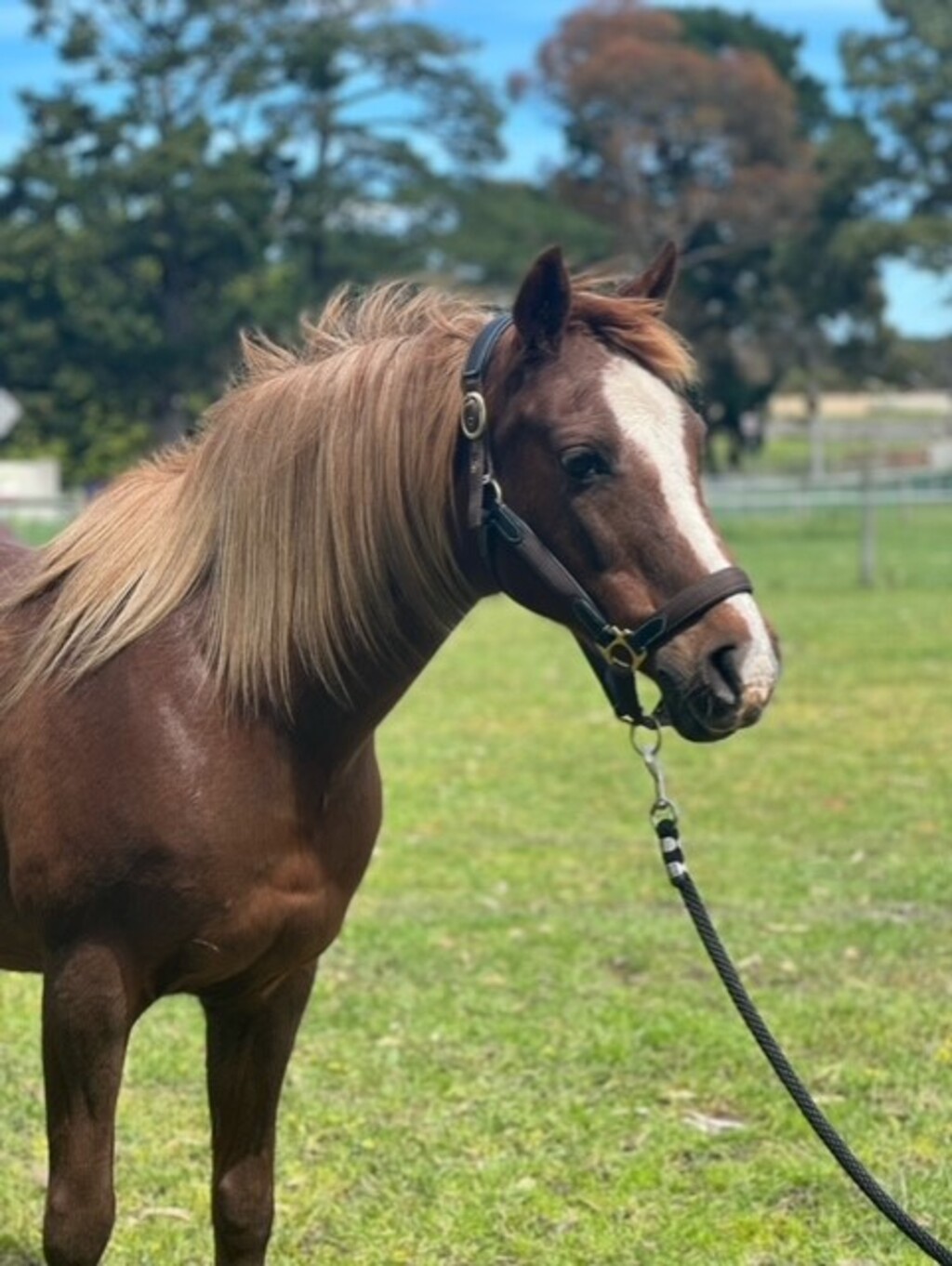 Gypsy - Female Arab Mix Horse in VIC - PetRescue