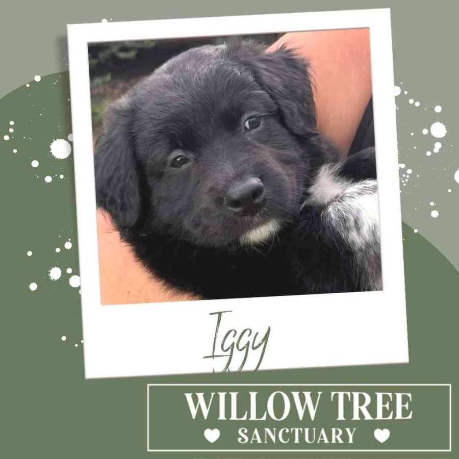 Iggy - Medium Male Border Collie Mix Dog in NSW - PetRescue