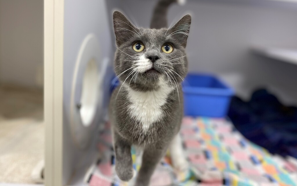 Stormi - Female Domestic Short Hair Mix Cat in VIC - PetRescue