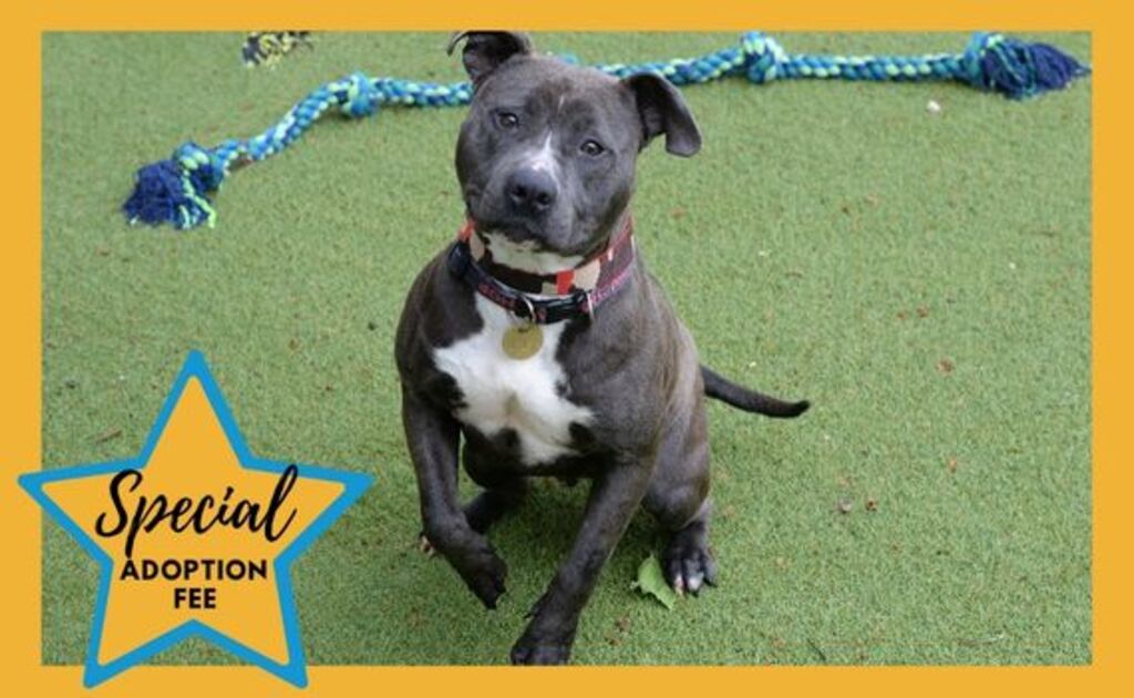 Hoppy Holly - Medium Female American Staffy Mix Dog in VIC - PetRescue