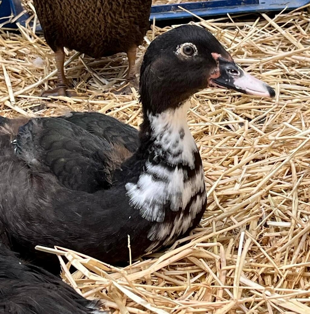 Daffy - Male Duck Muscovy Mix Fowl in QLD - PetRescue