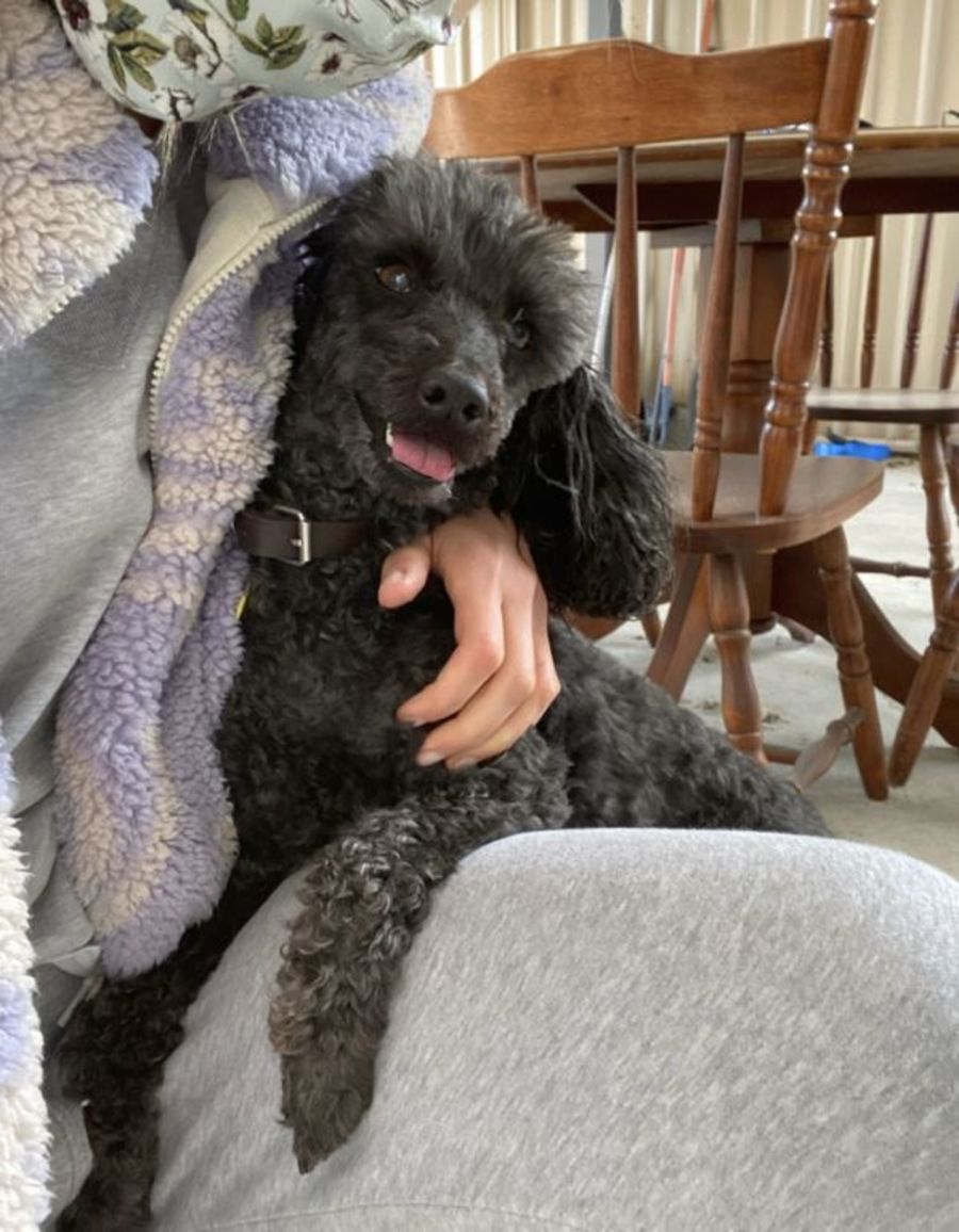 Molly & Muffin Hadley - Small Female Poodle Mix Dog in VIC - PetRescue