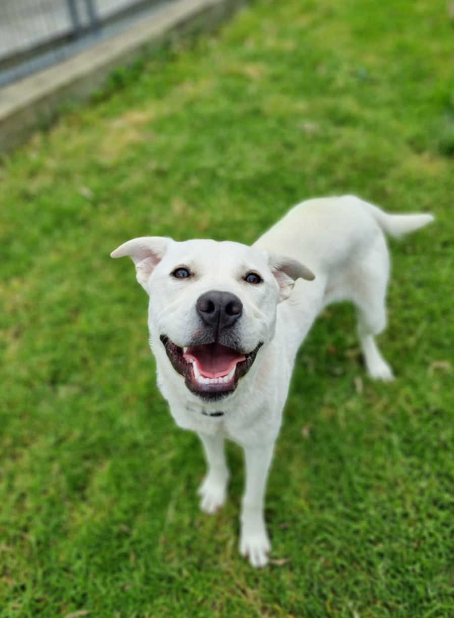 Raven - Large Female Labrador x Maremma Sheepdog Mix Dog in NSW - PetRescue