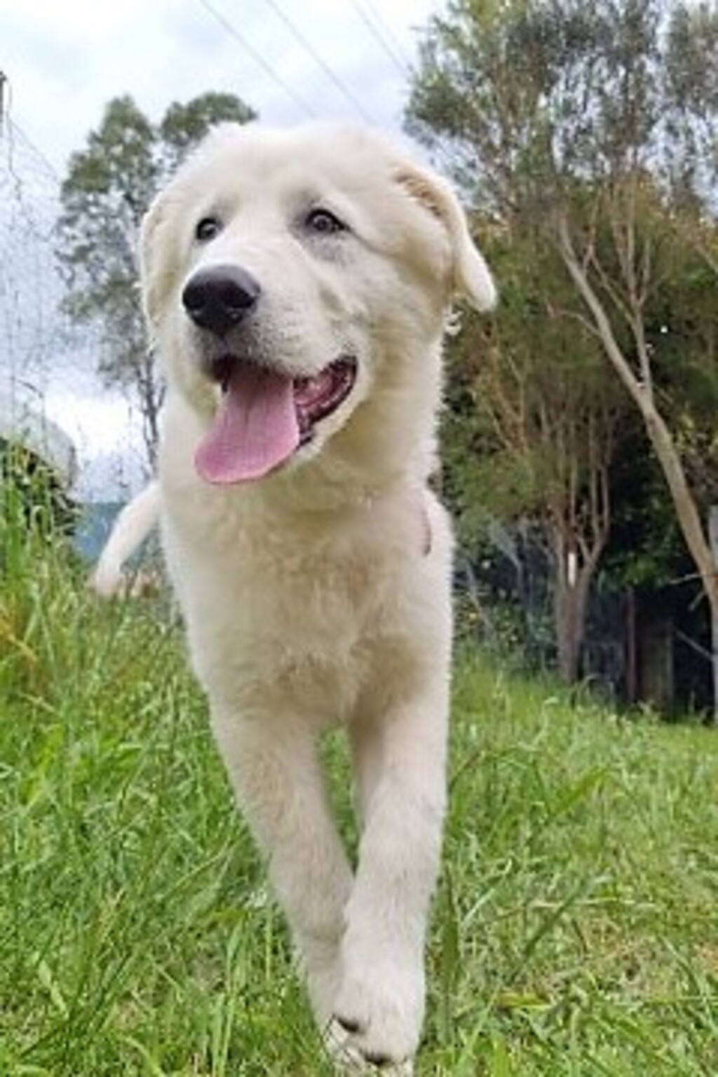 Queenie - Large Female Maremma Sheepdog Mix Dog in NSW - PetRescue