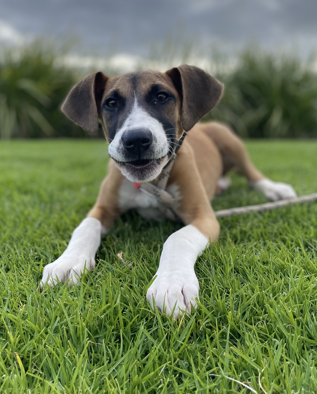 Raider - Medium Male Bull Arab Mix Dog in QLD - PetRescue