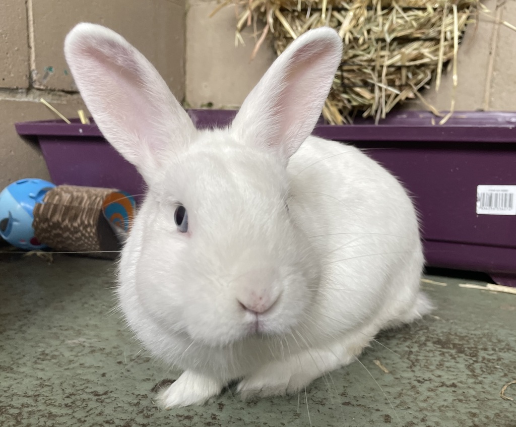 Opal - Male Netherland Dwarf Mix Rabbit in VIC - PetRescue