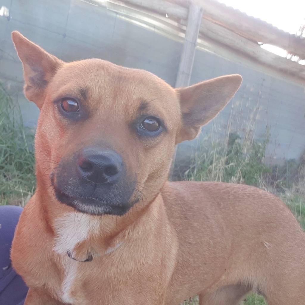 Reyna - Small Female Mixed Breed Dog in WA - PetRescue