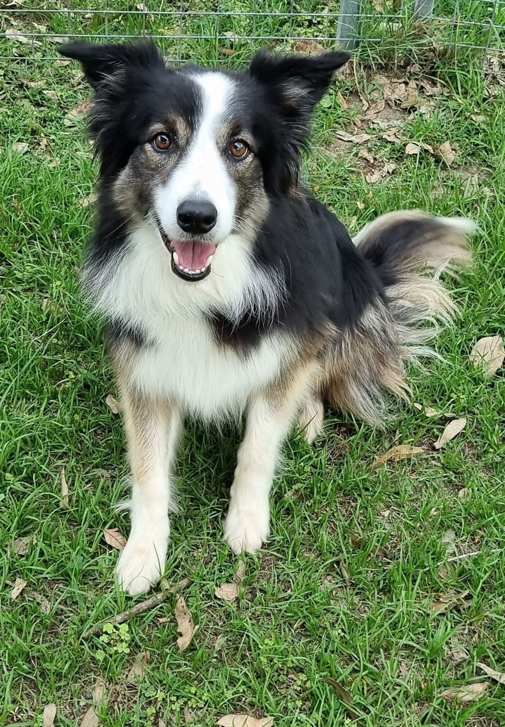 Mia - Medium Female Border Collie Mix Dog in QLD - PetRescue