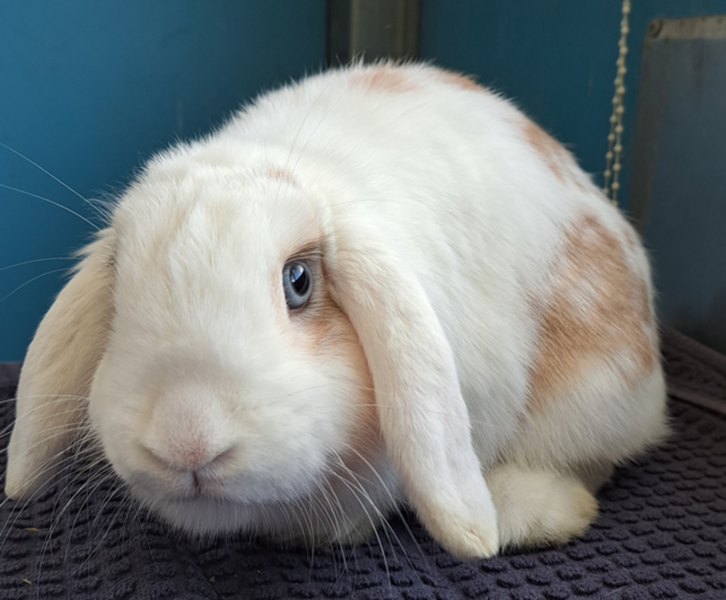 Barbie - Female Lop Eared Mix Rabbit in VIC - PetRescue