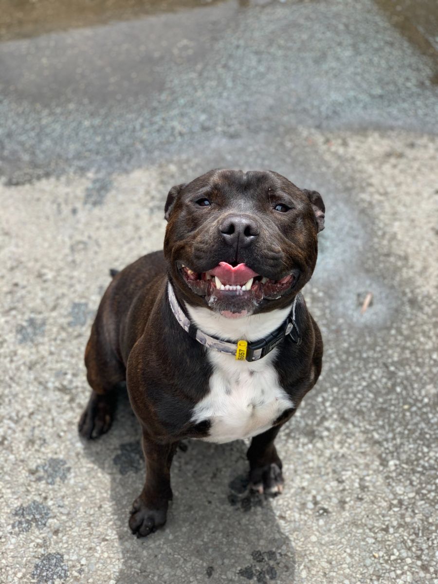 Bob - Small Male Staffy Mix Dog in VIC - PetRescue