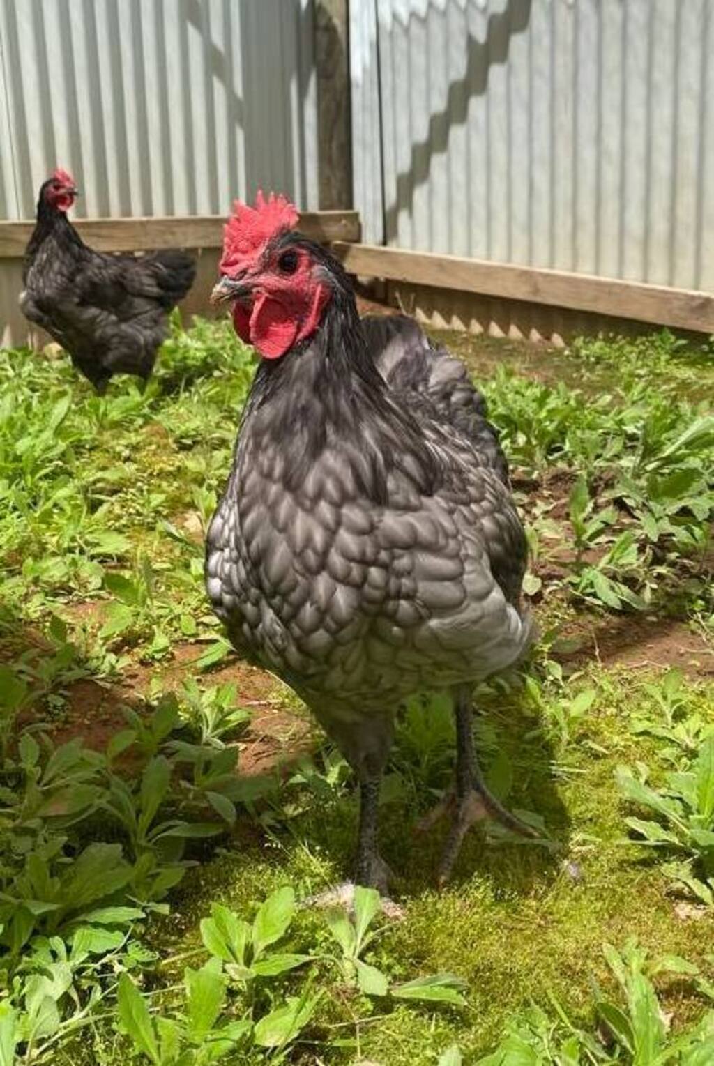 Hugo Boss - Male Australorp Mix Fowl in ACT - PetRescue