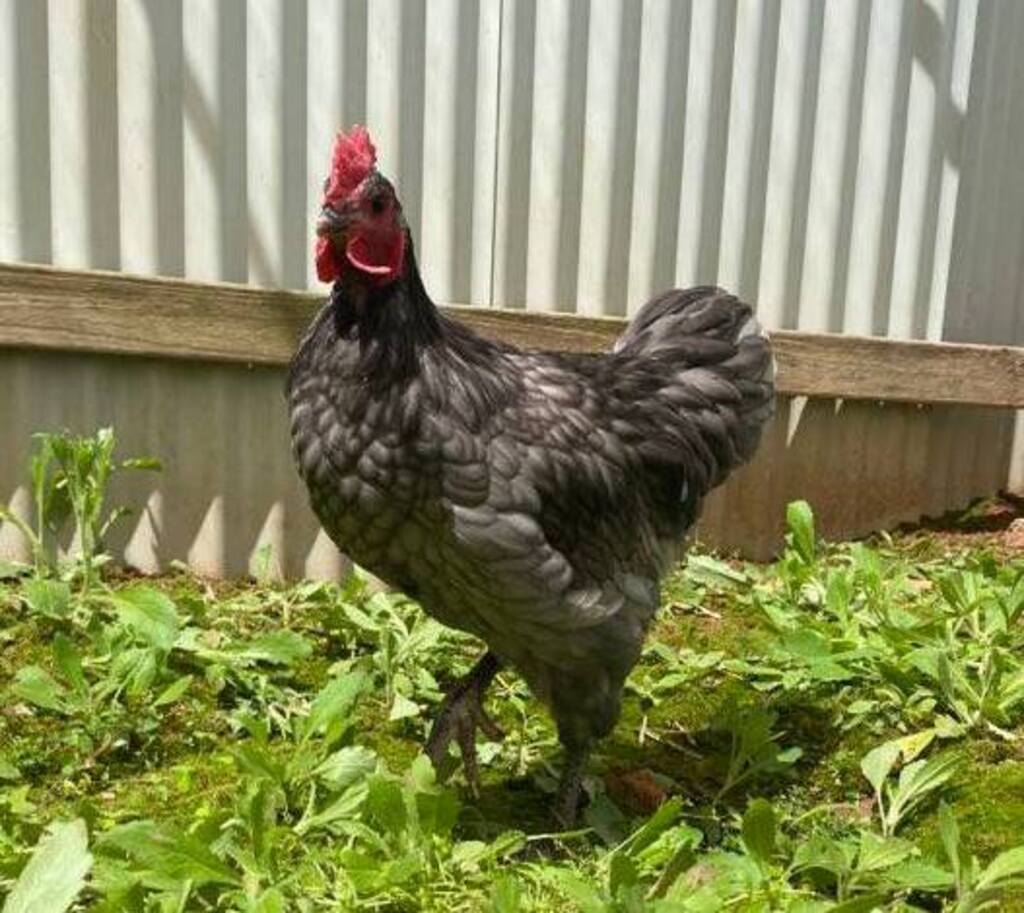 Giorgio Armani - Male Australorp Fowl in ACT - PetRescue