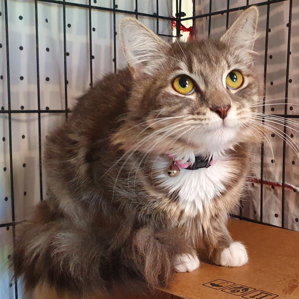 Shadow - Female Domestic Medium Hair x Somali Mix Cat in QLD - PetRescue