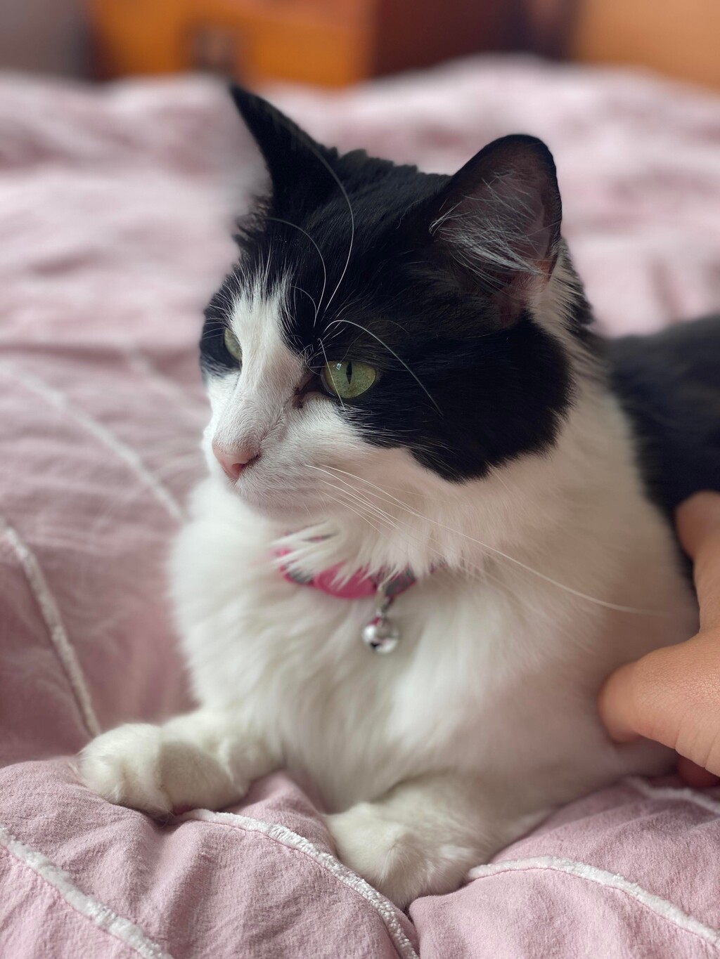Maggie ( Was Gizmo ) - Female Dmh Mix Cat in VIC - PetRescue