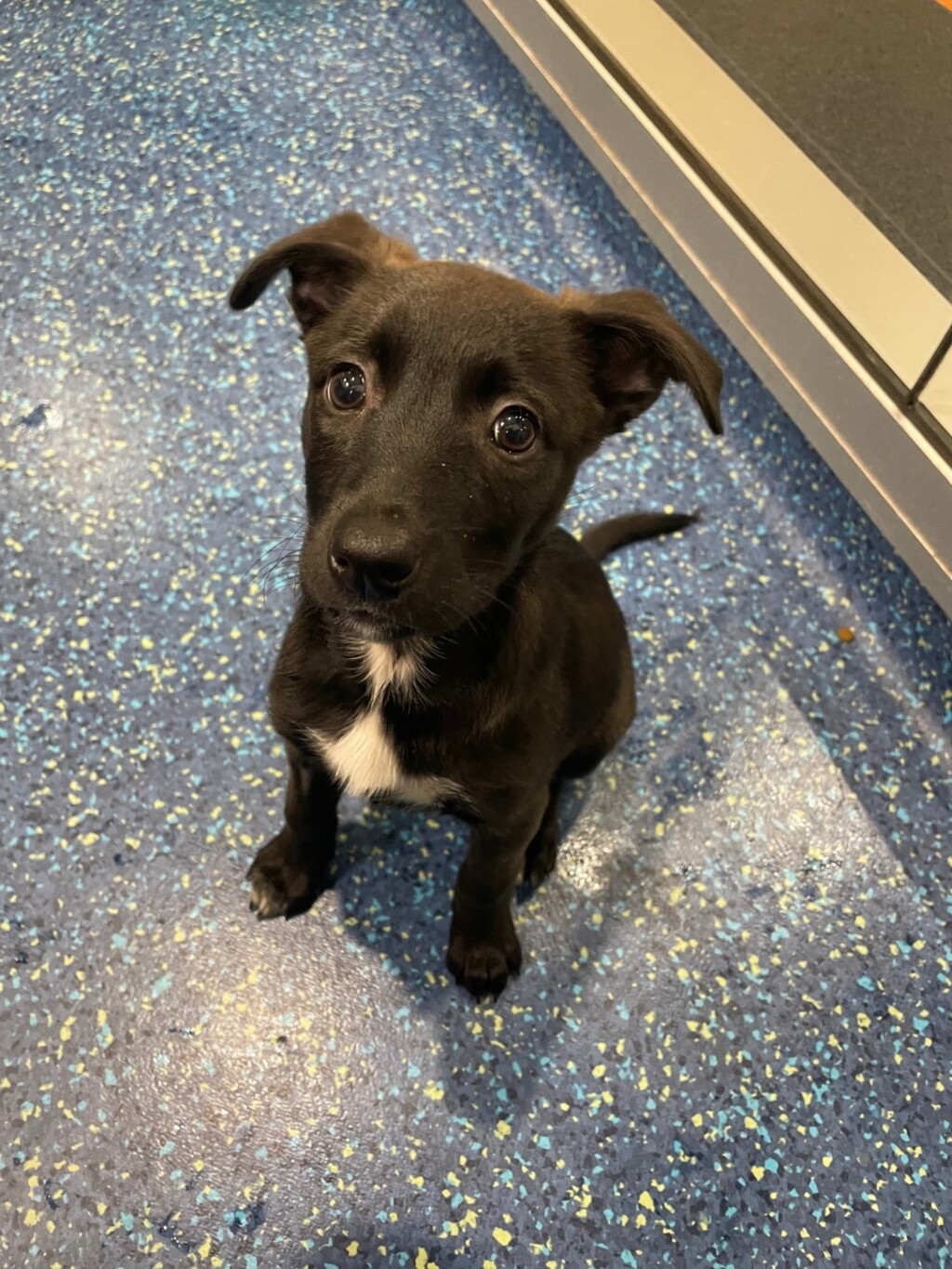 Hummer - Medium Male Kelpie Mix Dog in QLD - PetRescue