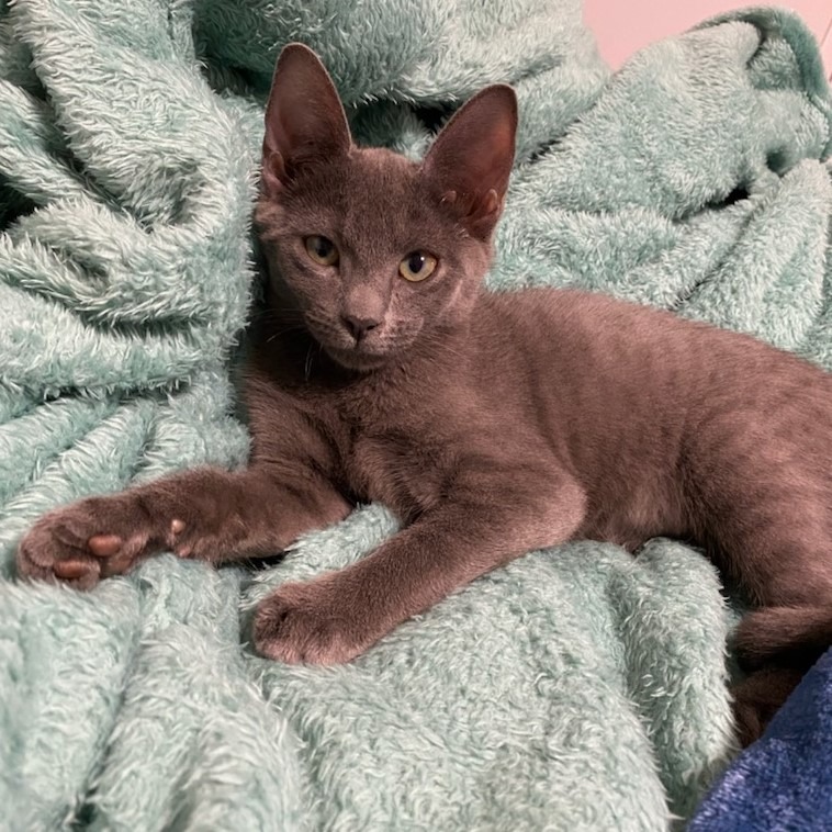 Meeka - Female Domestic Short Hair Cat in WA - PetRescue