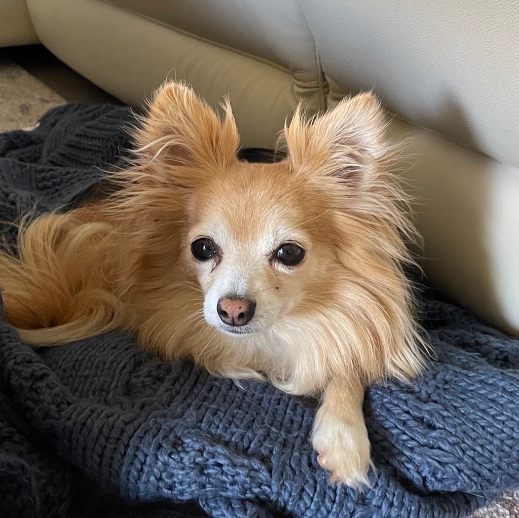 Rex - Small Male Chihuahua Dog in WA - PetRescue