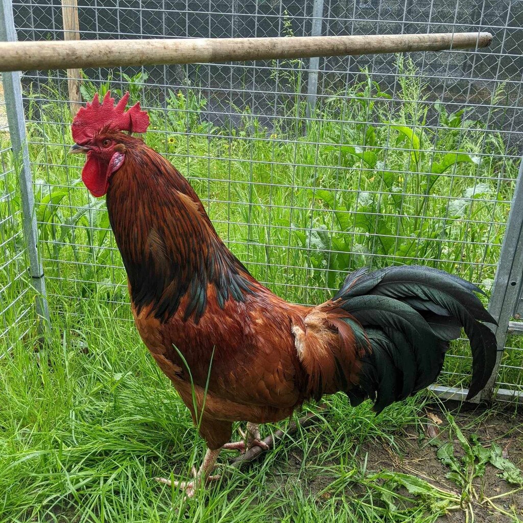 Quick Sticks - Male Chicken Isa Brown Mix Fowl in VIC - PetRescue