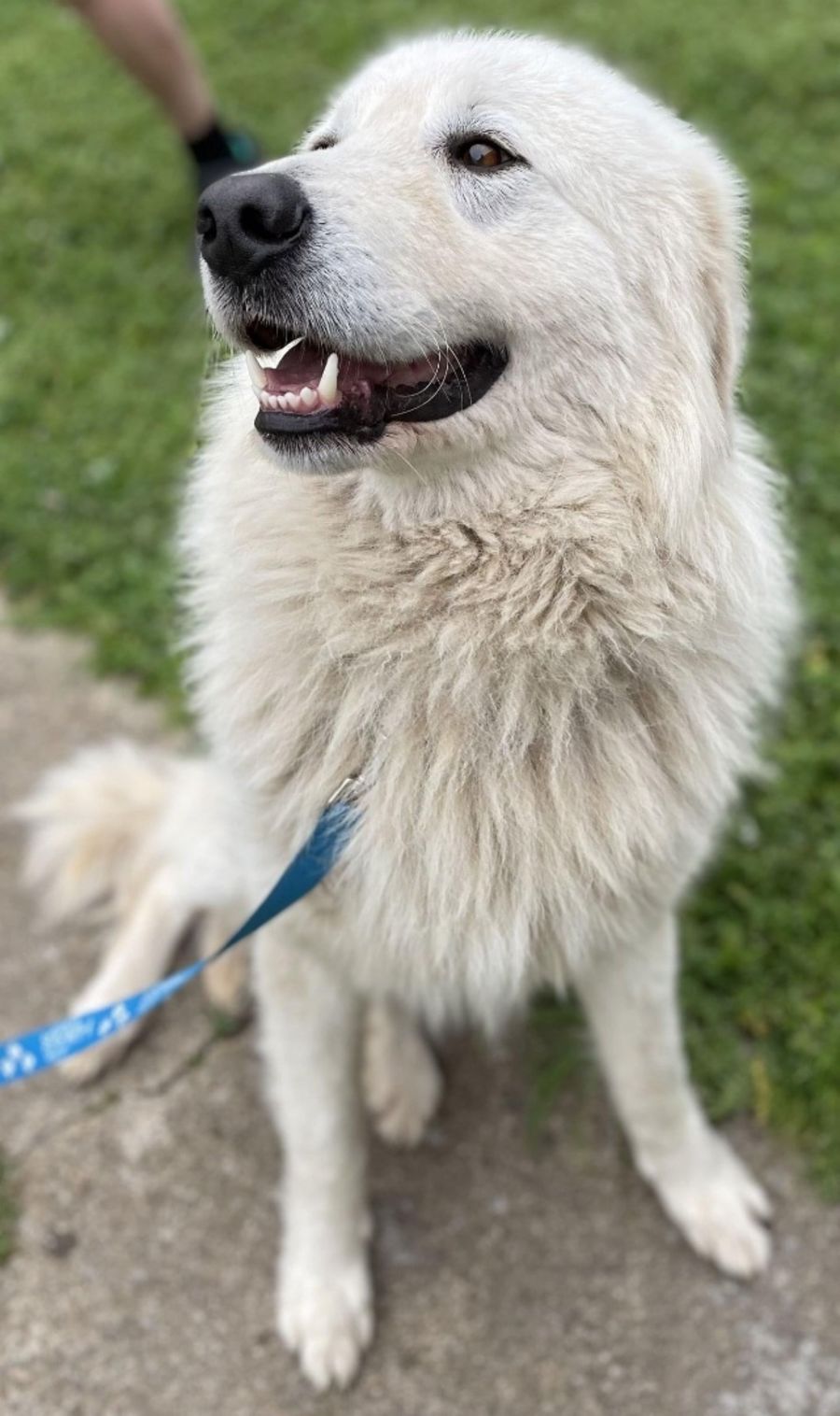 Benson - Large Male Maremma Sheepdog Dog in NSW - PetRescue