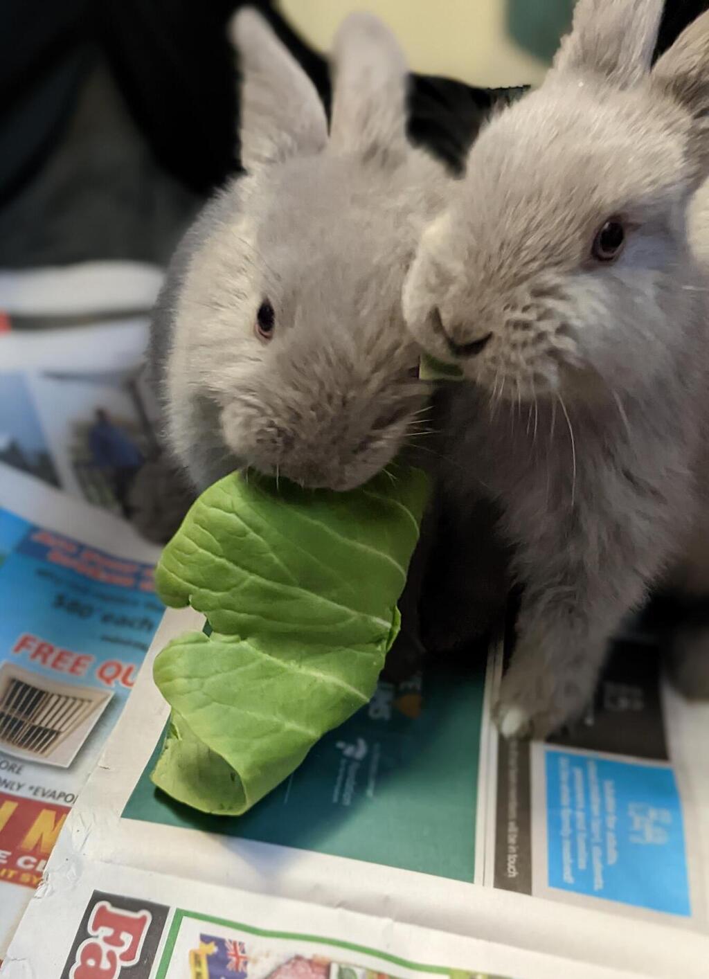 Ivy - Female Bunny Rabbit Mix Rabbit in WA - PetRescue