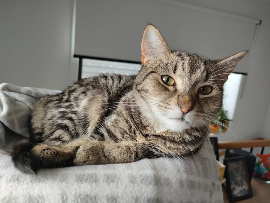 Tigerlily - Female Domestic Short Hair Cat in VIC - PetRescue
