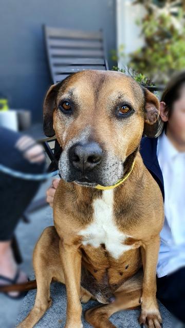 Toby - Medium Male American Staffordshire Terrier x Rhodesian Ridgeback ...