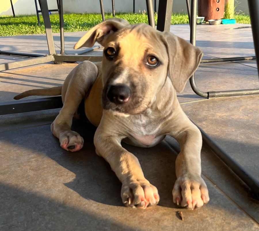 Zues - Large Male Mastiff Mix Dog in QLD - PetRescue