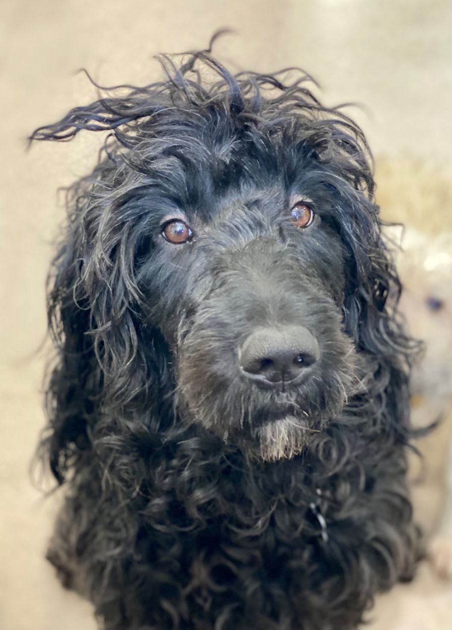 Rupert - Medium Male Golden Retriever x Poodle Dog in VIC - PetRescue