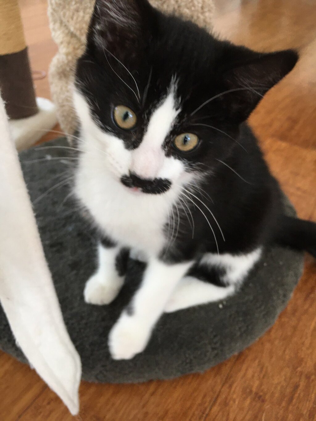 Jethro - Male Domestic Short Hair Mix Cat in NSW - PetRescue