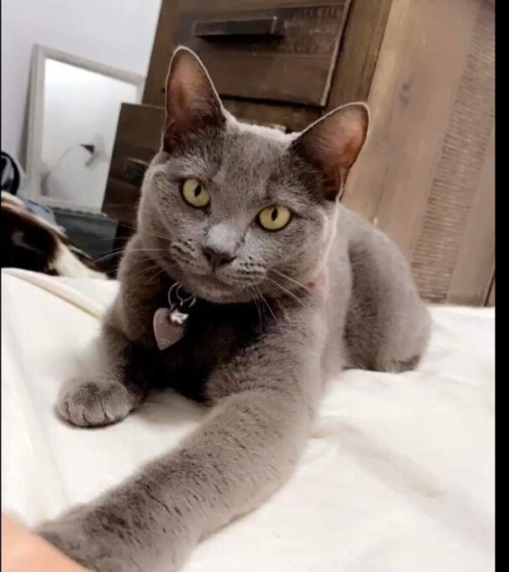 Blue - Female British Shorthair Mix Cat in QLD - PetRescue