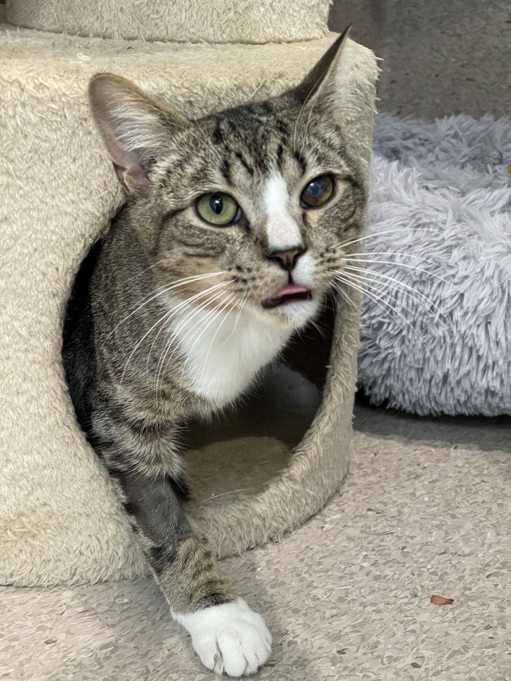 Bernie - Male Domestic Short Hair Mix Cat in NSW - PetRescue