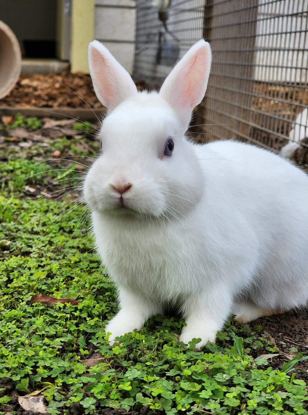 Fabio - Male Dwarf Mix Rabbit in NSW - PetRescue