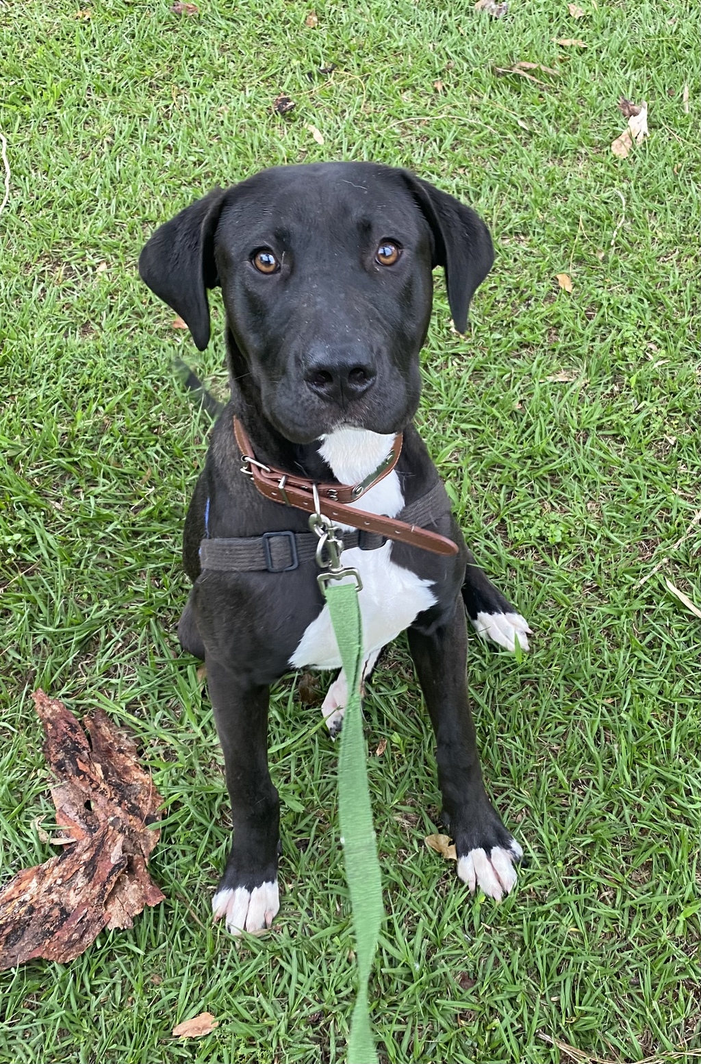 Hermes - Large Male Neapolitan Mastiff x English Mastiff Mix Dog in QLD ...