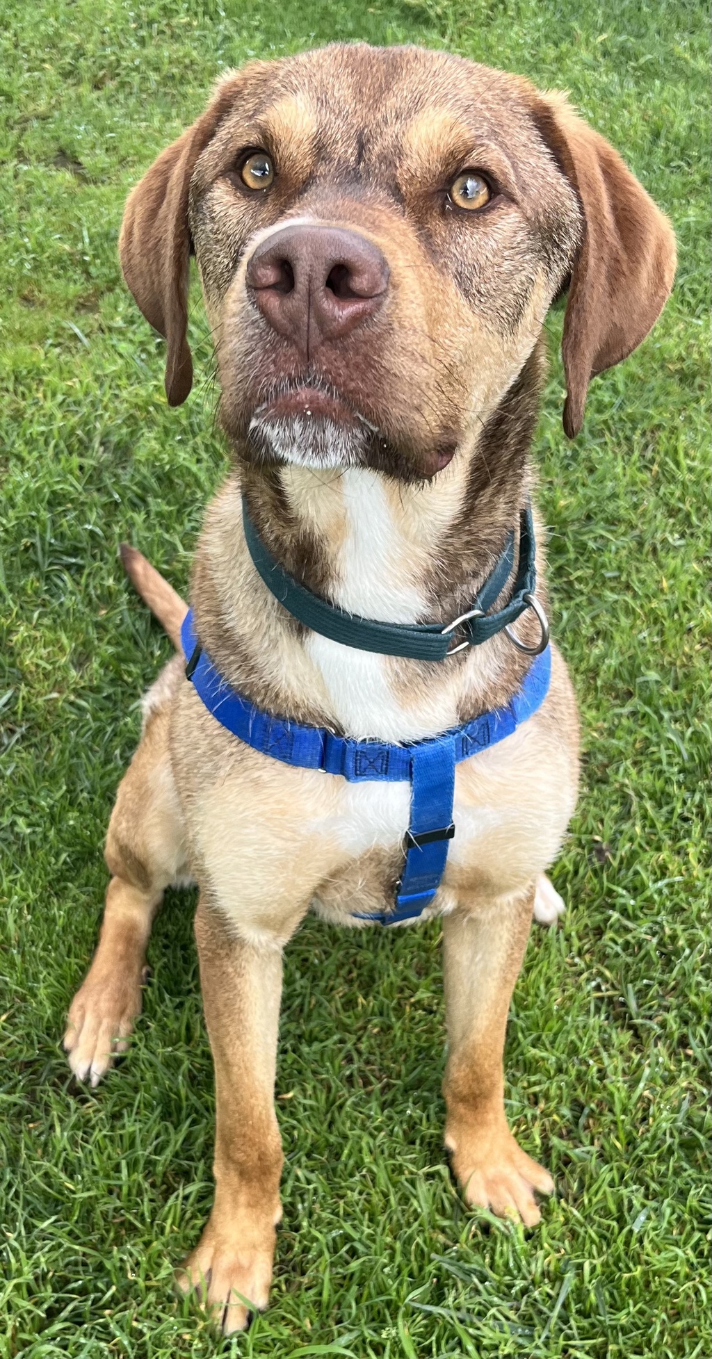 Chewy - Large Male Hungarian Vizsla x Labrador Retriever Mix Dog in ACT ...