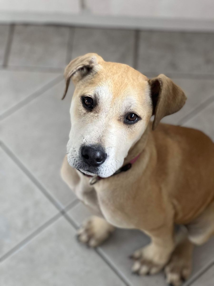 Piper - Large Female American Staffordshire Terrier x Rhodesian ...