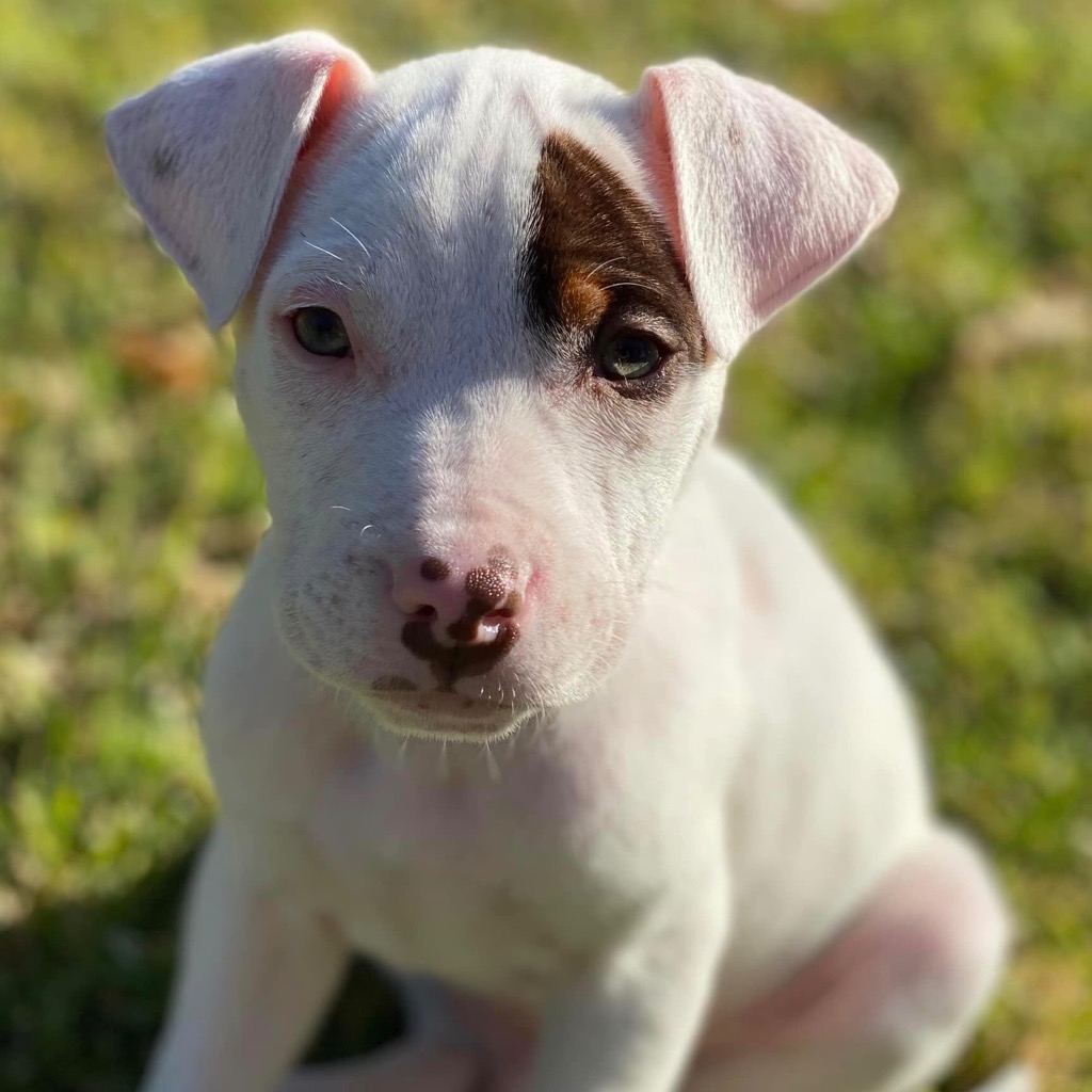 Elwood - Medium Male Mixed Breed Dog in WA - PetRescue