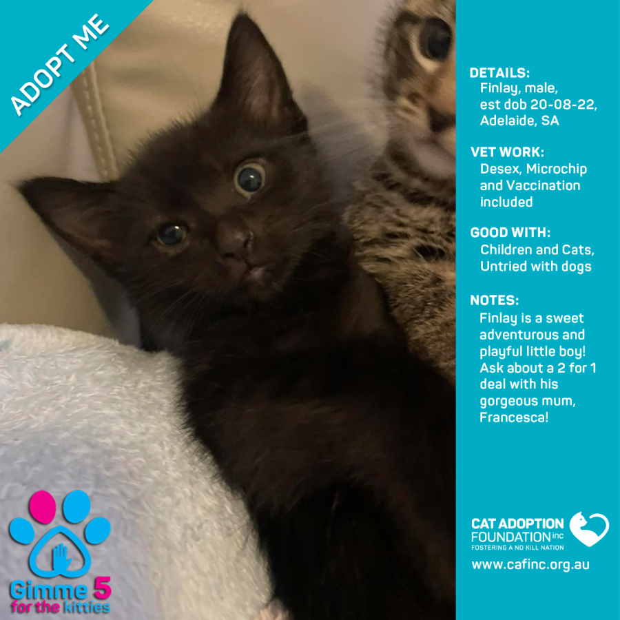 Finlay - Male Domestic Short Hair Cat in SA - PetRescue